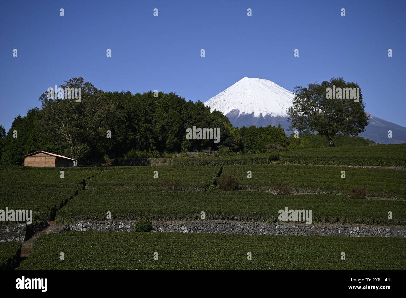Landscape with panoramic view of Mount Fuji and lush tea fields at the ...