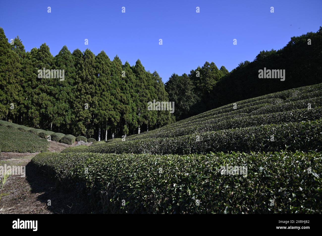 Landscape with panoramic view of lush tea fields on the foothills of ...