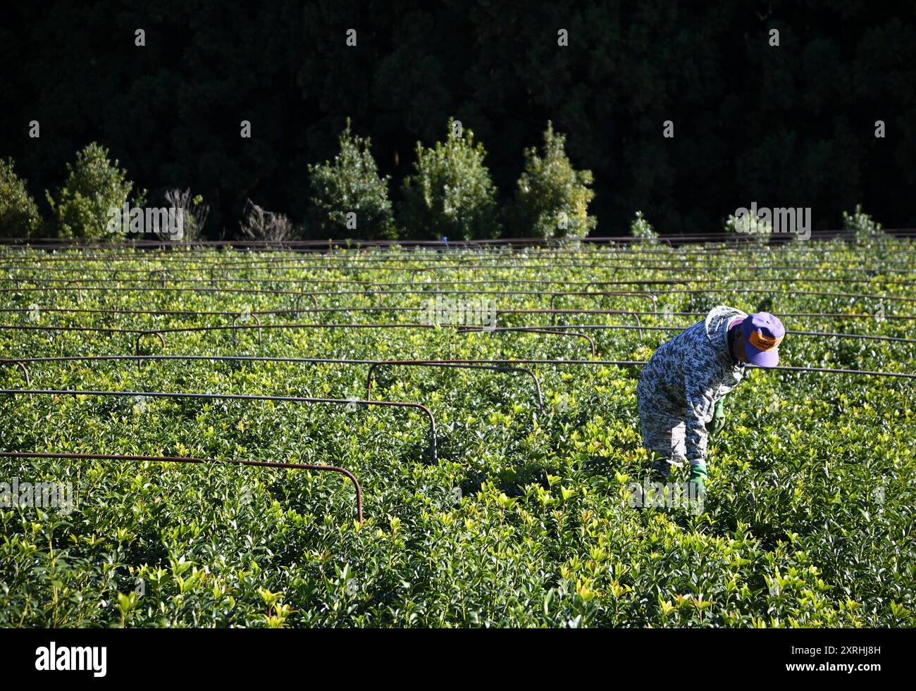 Landscape with scenic view of a male tea leaves picker between the lush ...
