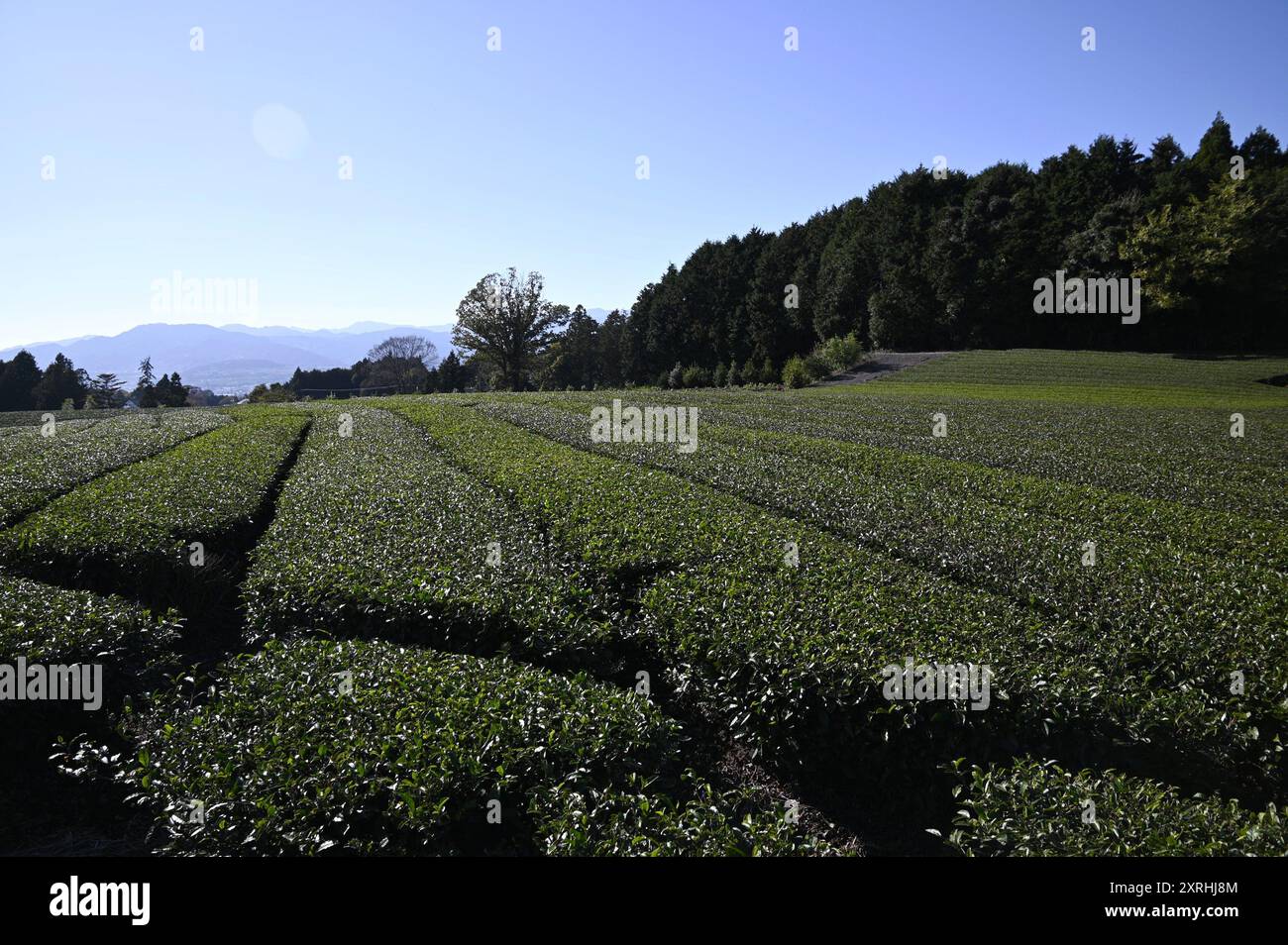 Landscape with panoramic view of lush tea fields on the foothills of ...