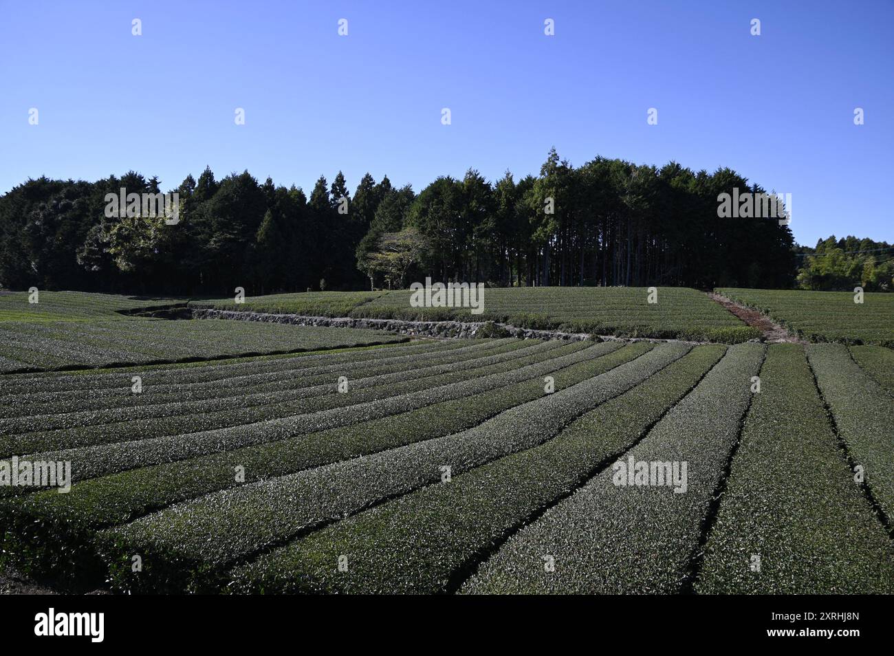 Landscape with panoramic view of lush tea fields on the foothills of ...