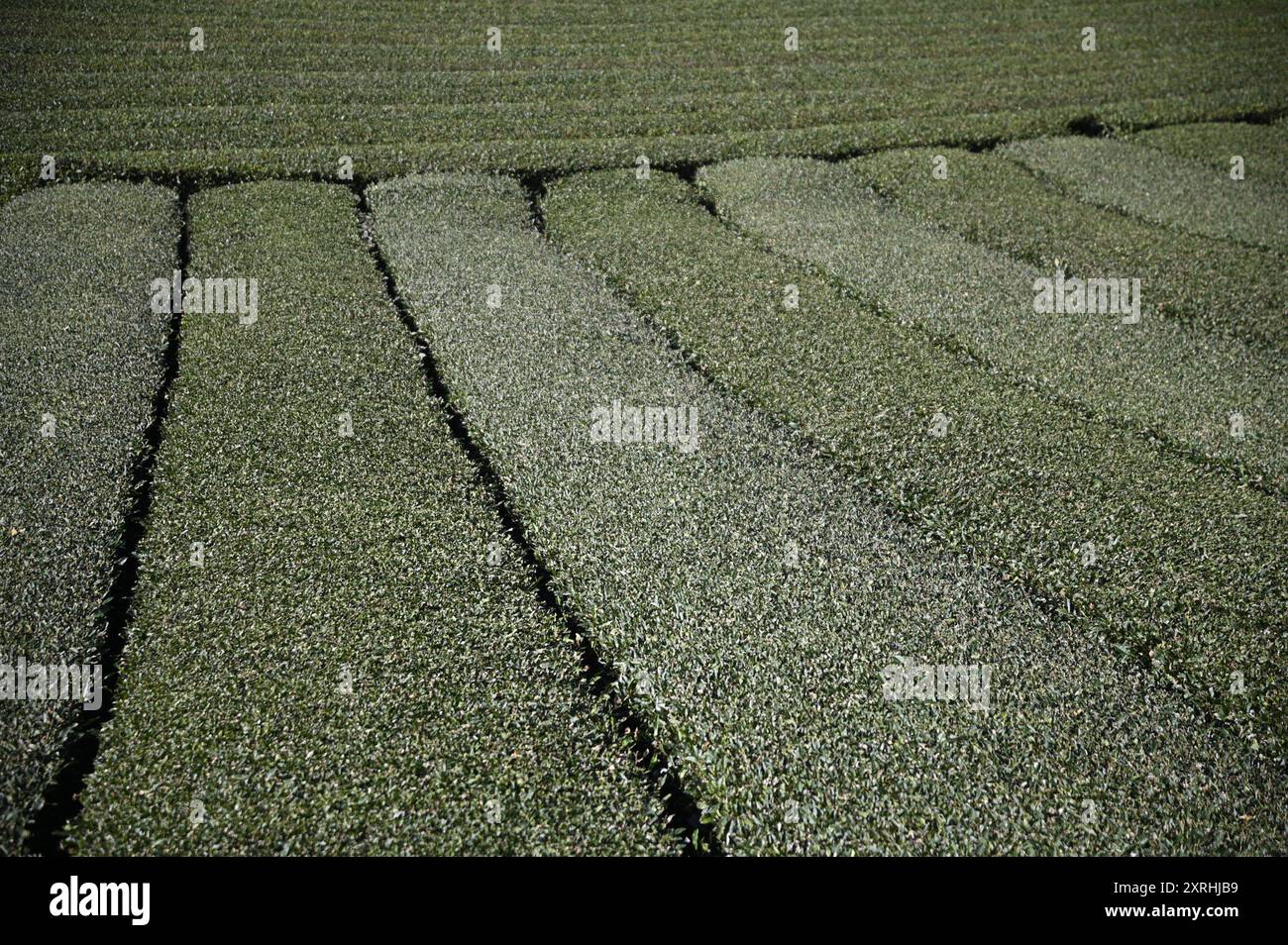 Landscape with panoramic view of lush tea fields on the foothills of ...