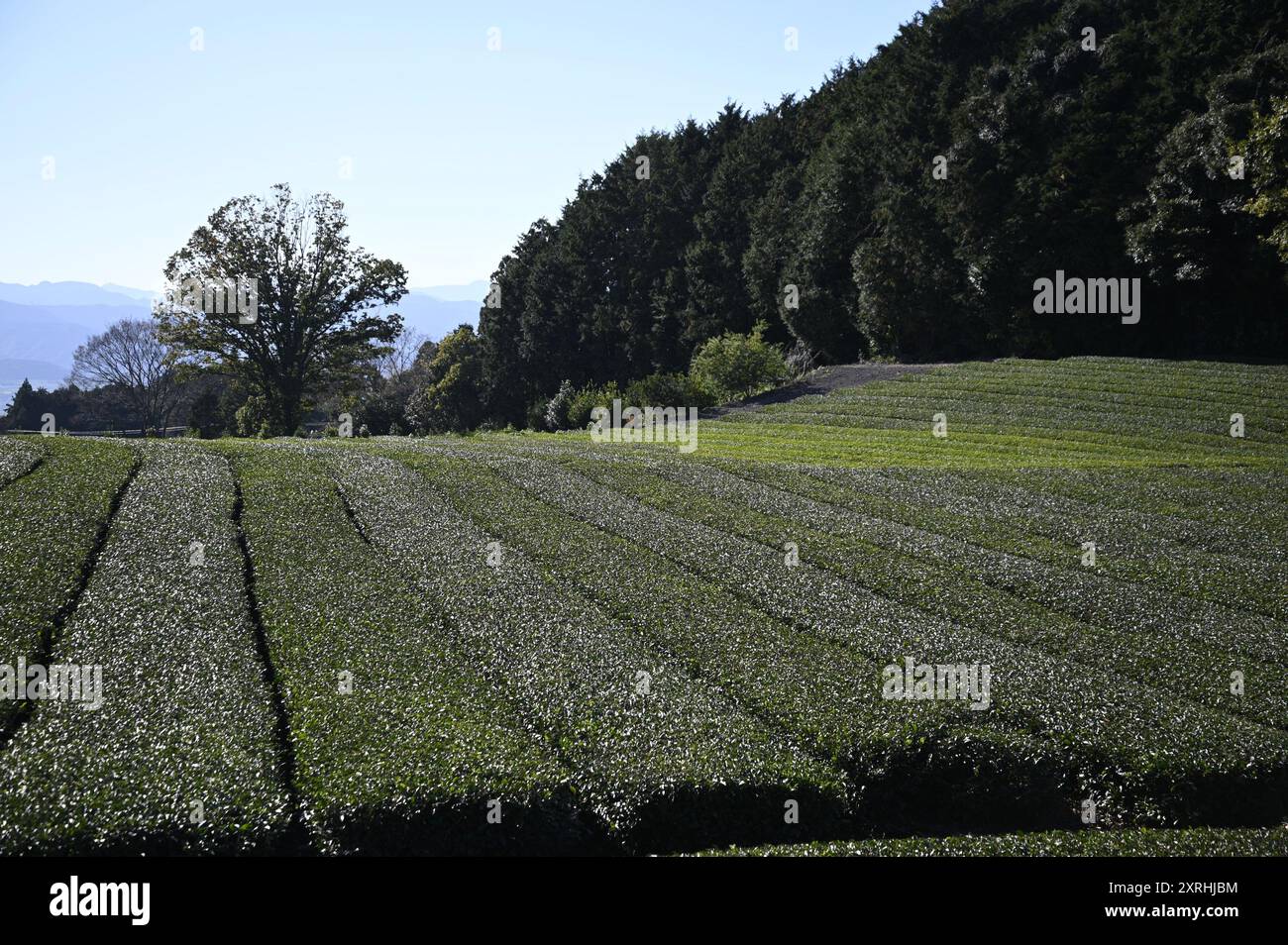 Landscape with panoramic view of lush tea fields on the foothills of ...
