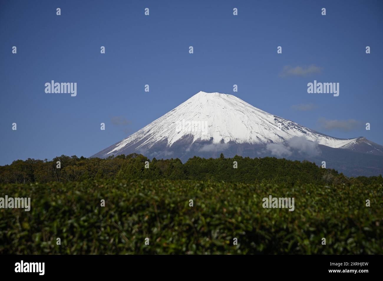 Landscape with panoramic view of Mount Fuji and lush tea fields at the ...