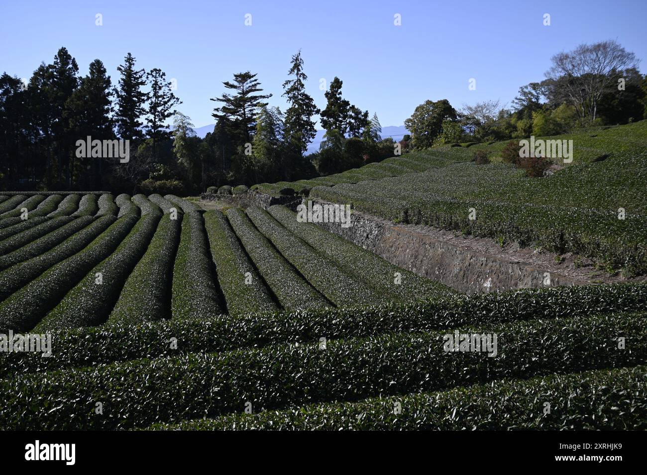 Landscape with panoramic view of lush tea fields on the foothills of ...