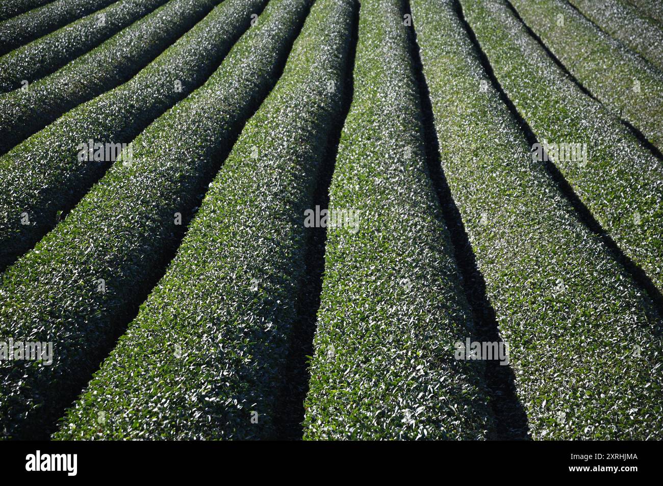 Landscape with panoramic view of lush tea fields on the foothills of ...