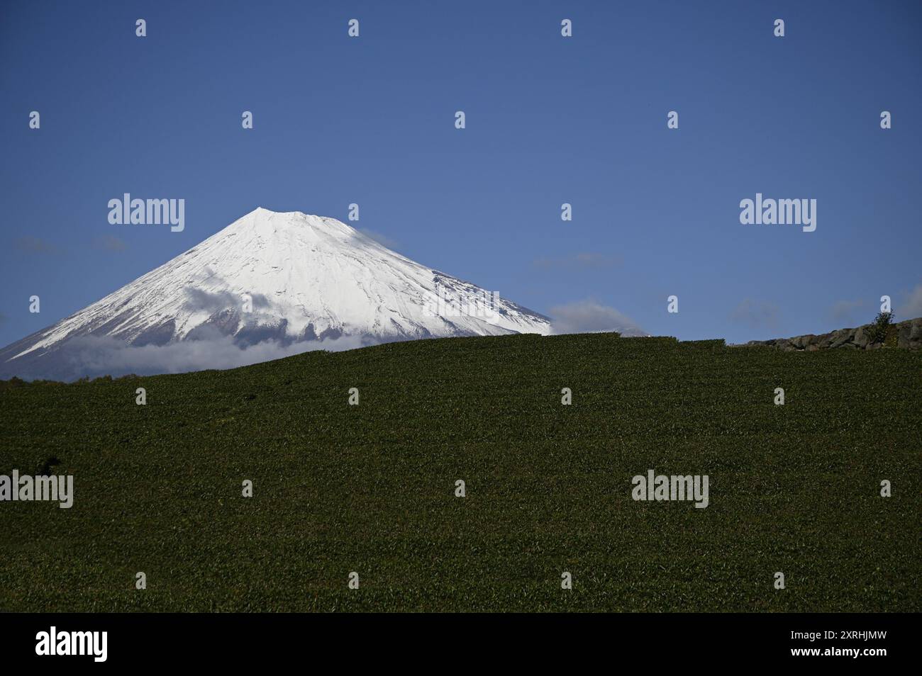 Landscape with panoramic view of Mount Fuji and lush tea fields at the ...