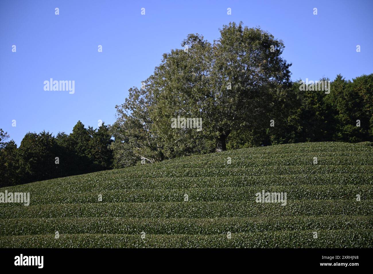 Landscape with panoramic view of lush tea fields on the foothills of ...