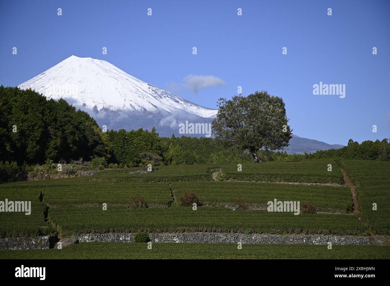 Landscape with panoramic view of Mount Fuji and lush tea fields at the ...