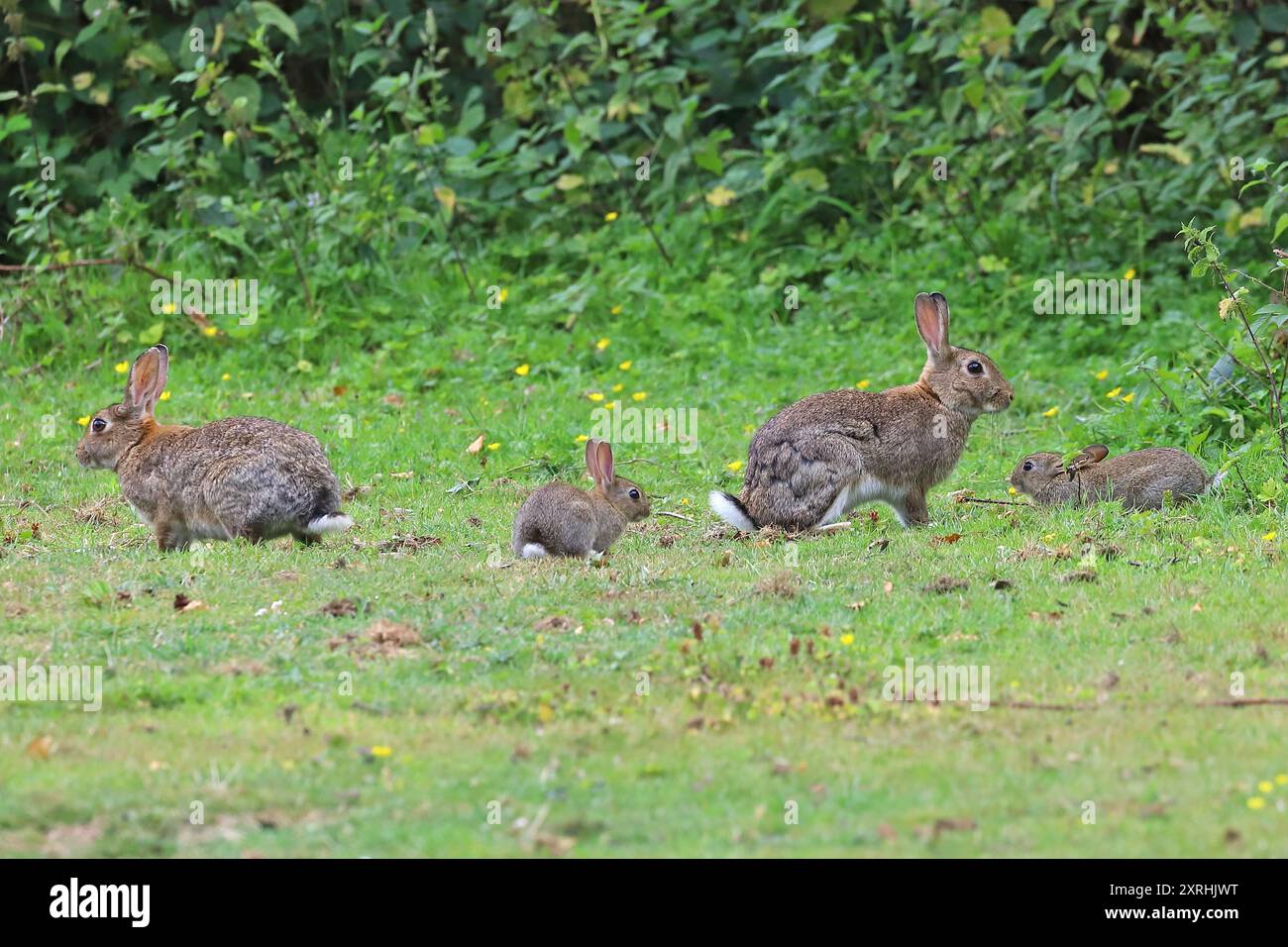 Rabbit family hi-res stock photography and images - Alamy