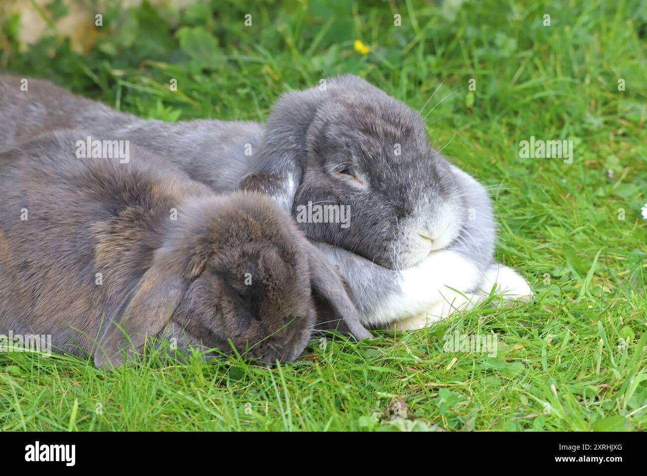 Friends, mini lop and french lop rabbits relaxing together Stock Photo ...