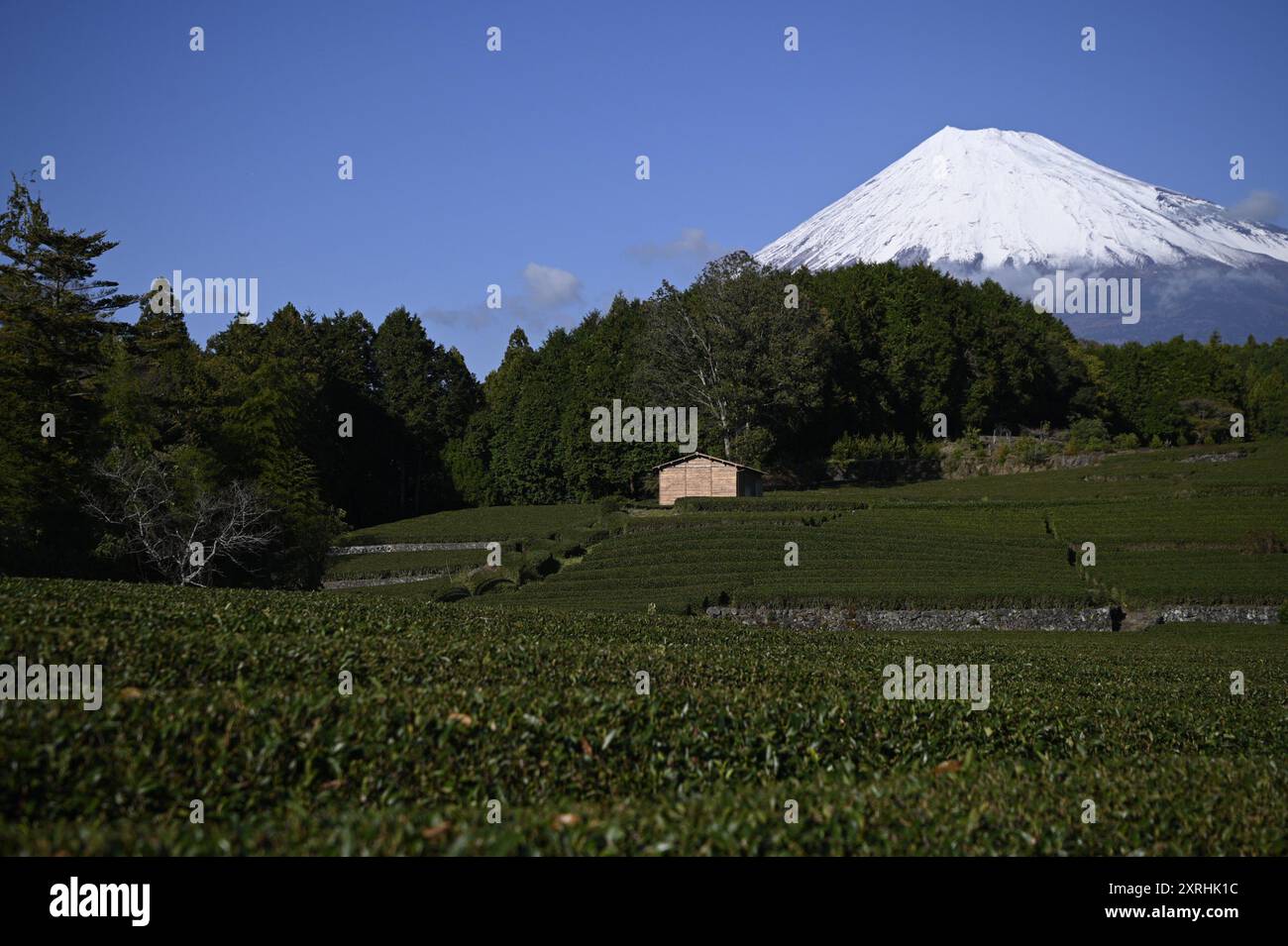 Landscape with panoramic view of Mount Fuji and lush tea fields at the ...