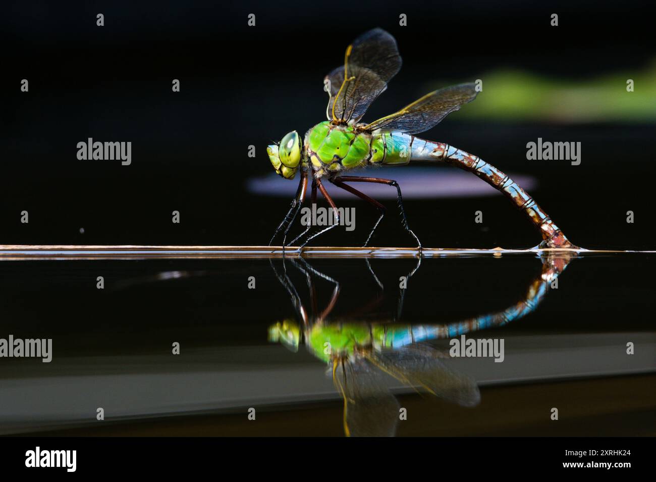 Dragonfly aeshna mixta aka migrant hawker dragonfly is laying eggs in ...