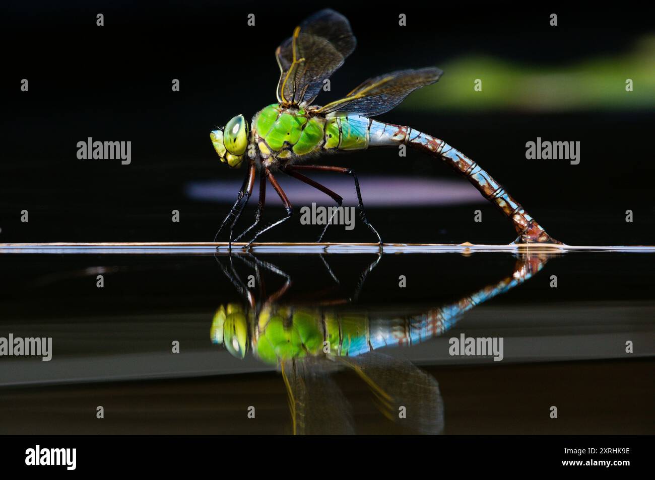 Dragonfly aeshna mixta aka migrant hawker dragonfly is laying eggs in ...