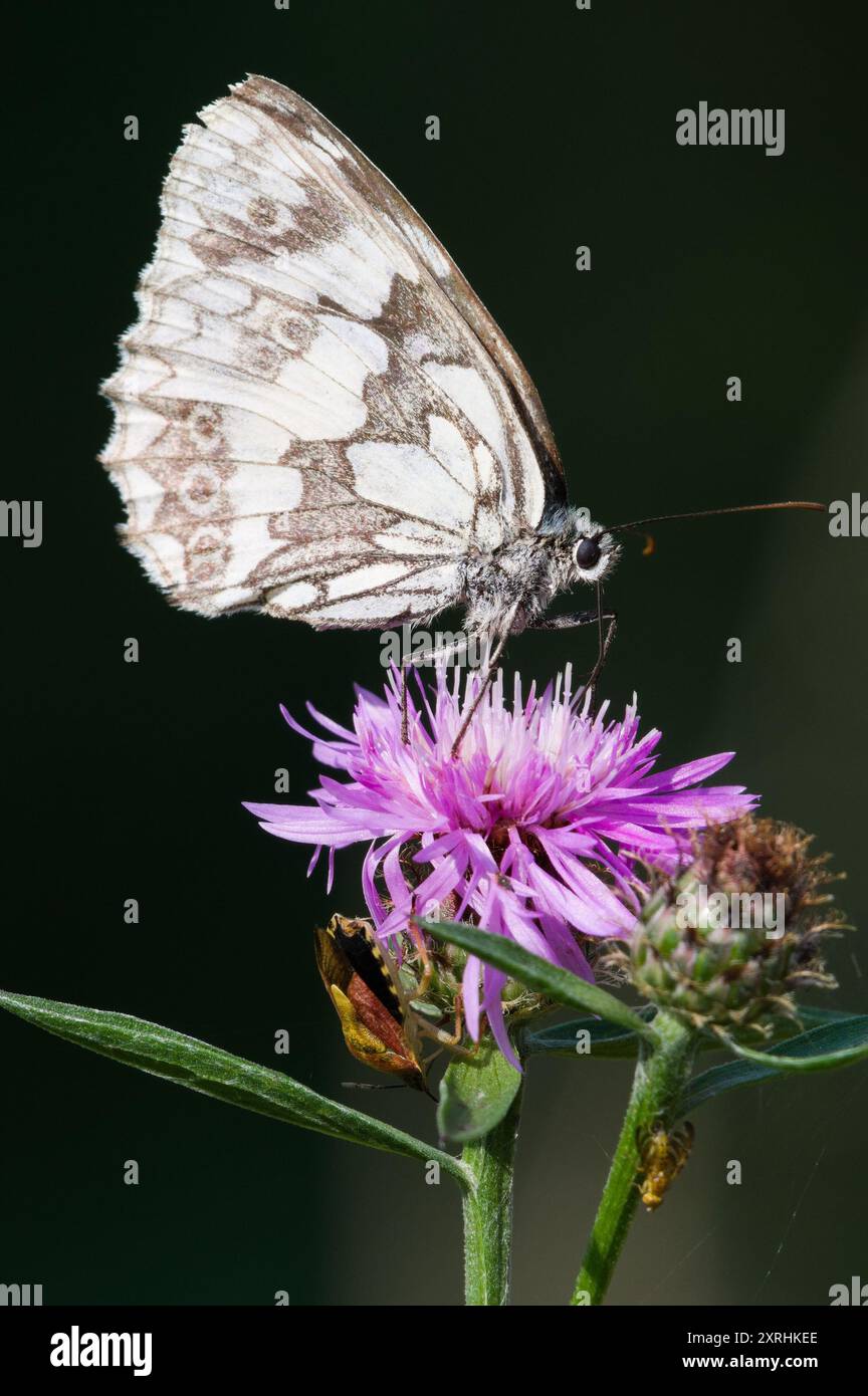 Czech butterfly hi-res stock photography and images - Alamy