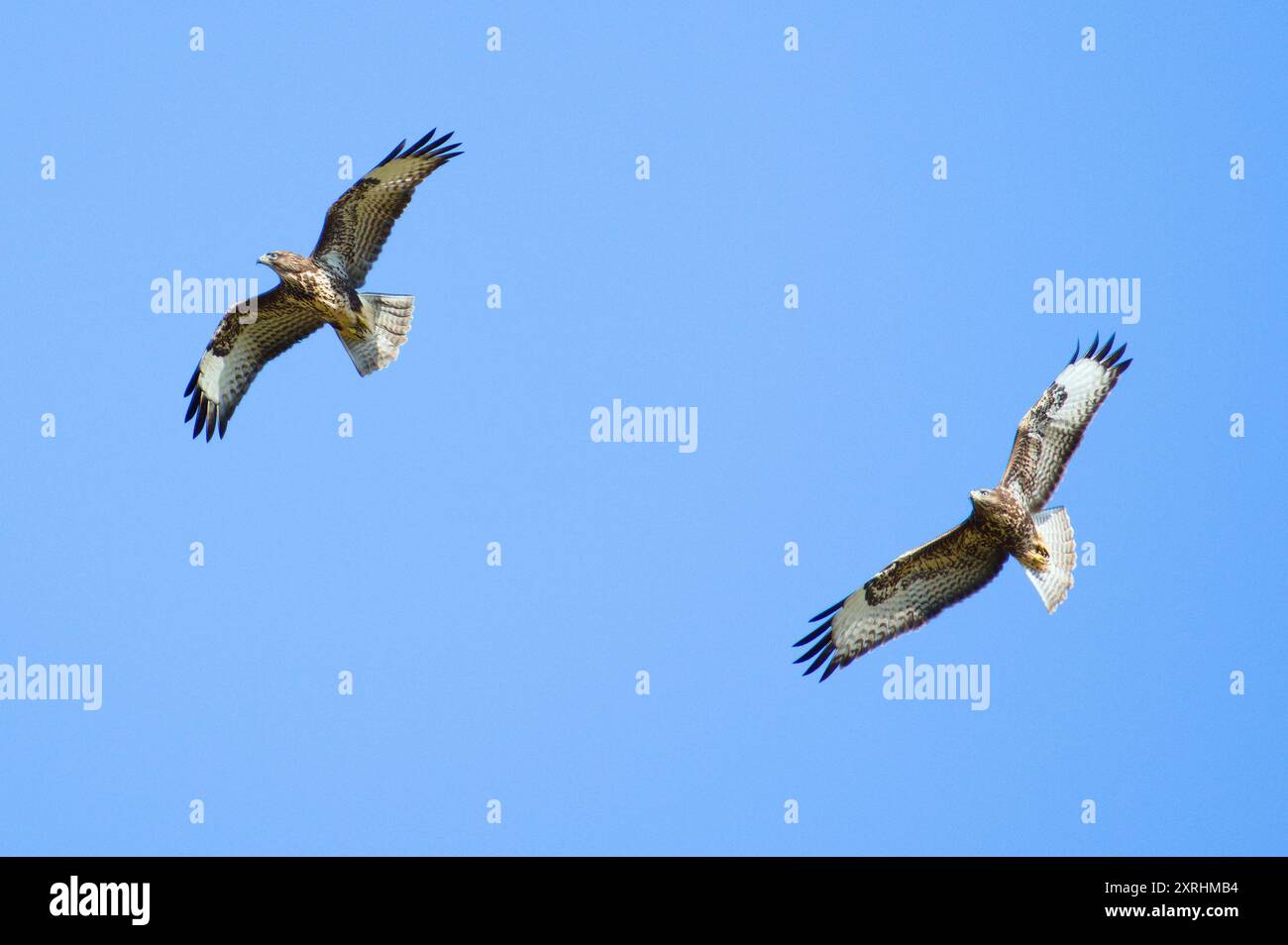 Pair of bird of prey Buteo buteo aka common buzzard is flying over the ...