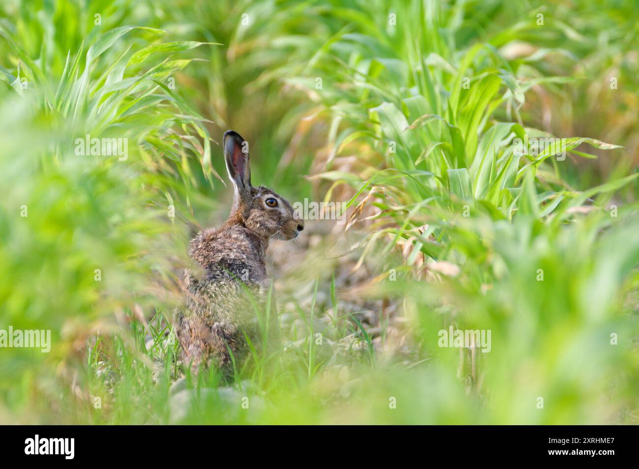 European Brown hare aka Lepus europaeus is hidden in corn field Stock ...