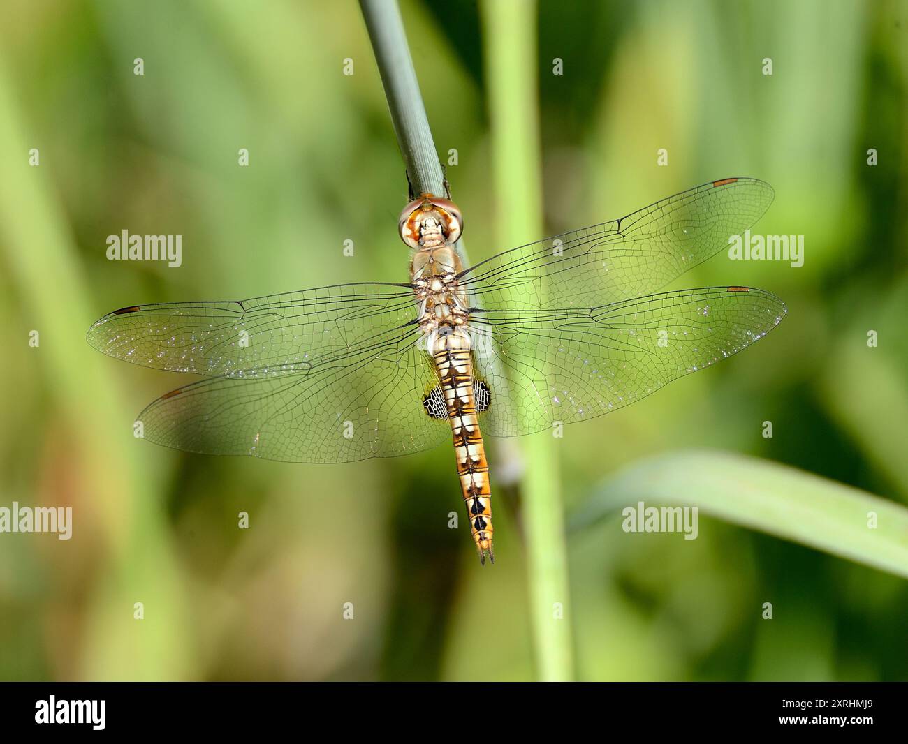 Spot-winged Glideer (Pantala hymenaea Stock Photo - Alamy