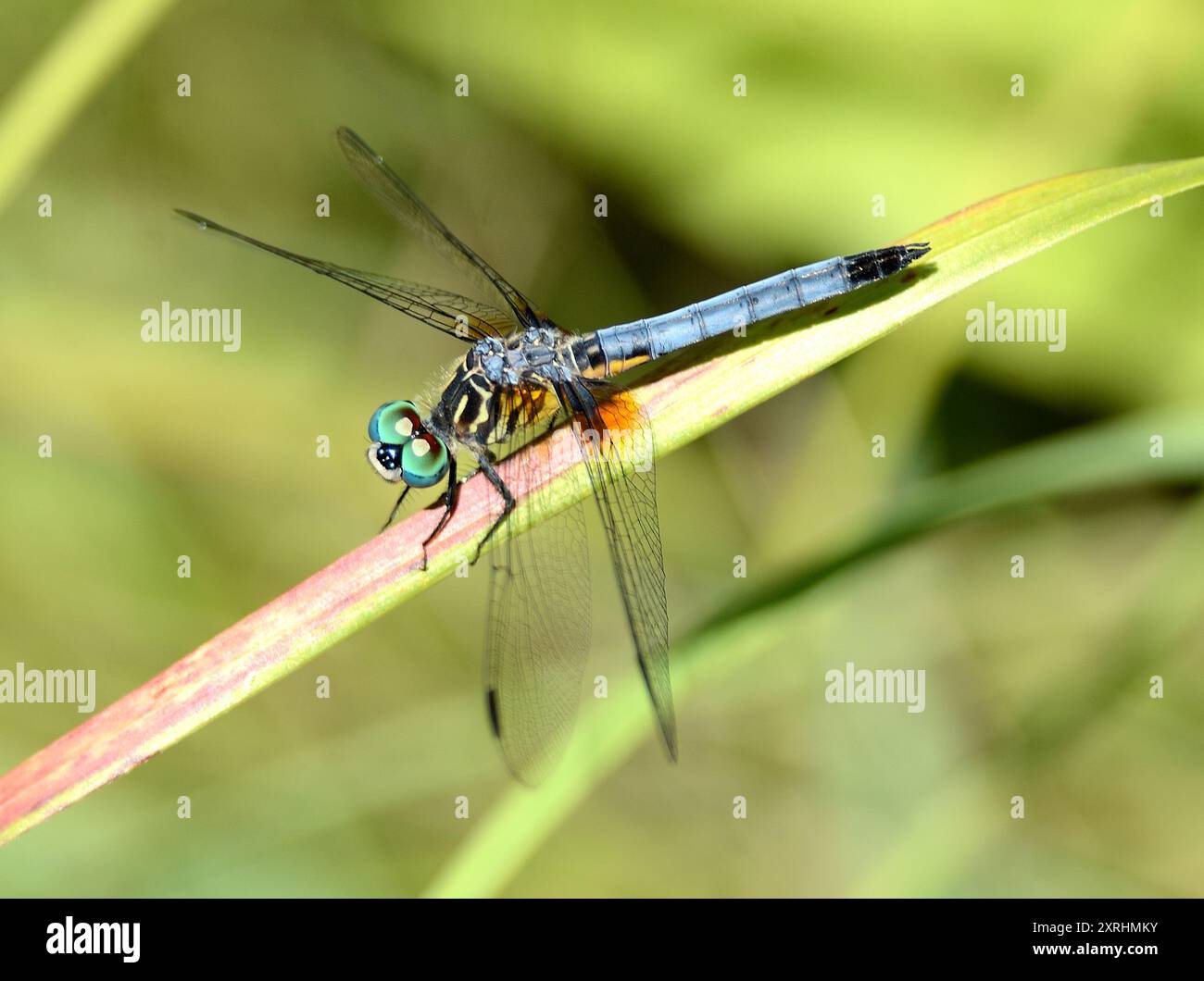 Blue Dasher (Pachydiplax longipennis) Dragonfly Stock Photo - Alamy