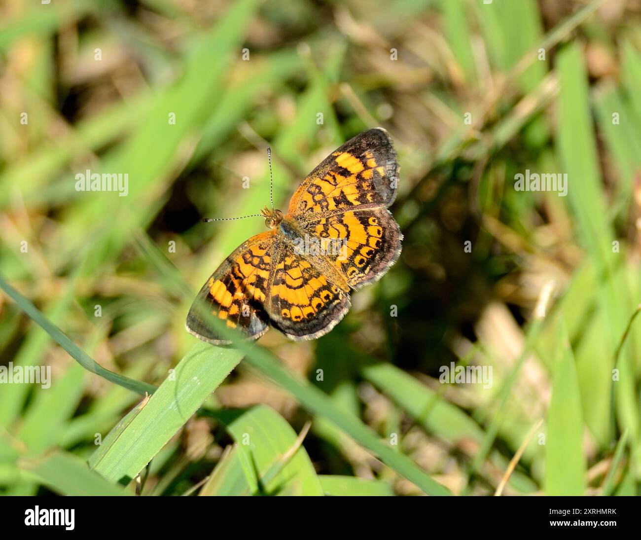 Iowa butterfly hi-res stock photography and images - Alamy