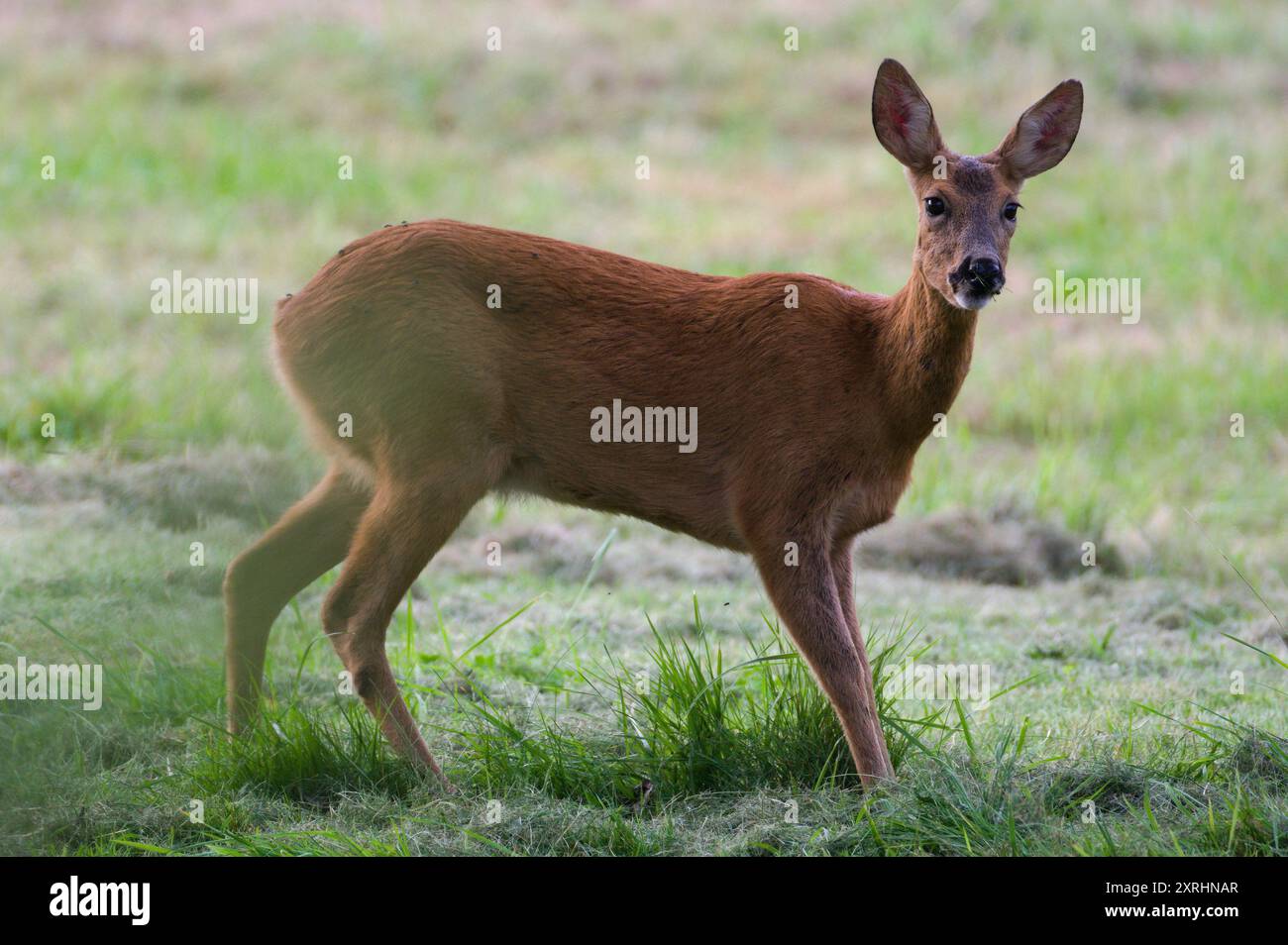 Beautiful roe deer capreolus hi-res stock photography and images - Alamy