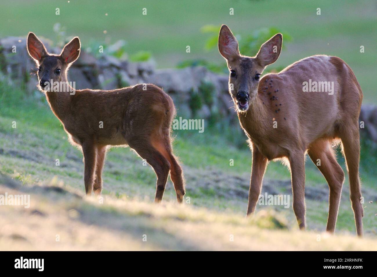 Mother and little baby of Capreolus capreolus aka European Roe deer on ...