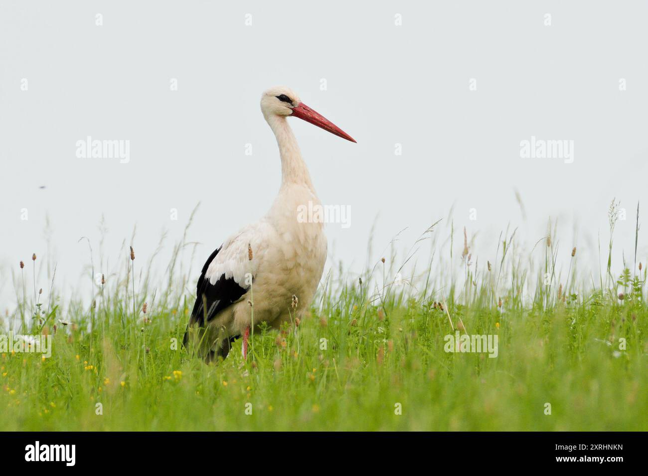 Large bird Ciconia ciconia aka White Stork is hunting on the field ...
