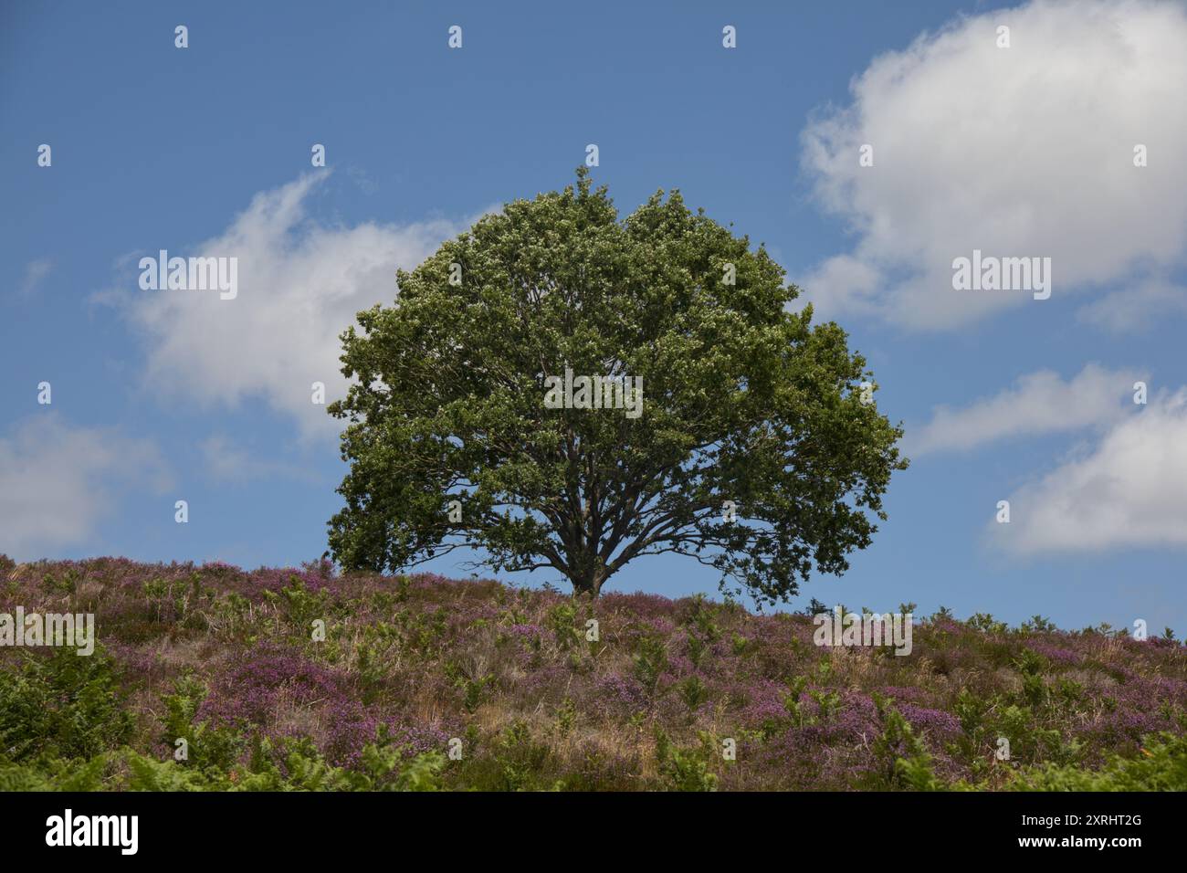 Lone Tree, Puttenham Common Stock Photo - Alamy