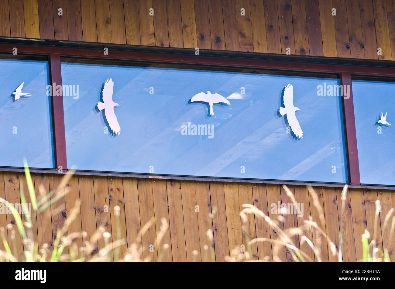 Windows with shiny silhouettes of birds. Bird protection. Bird hits and ...