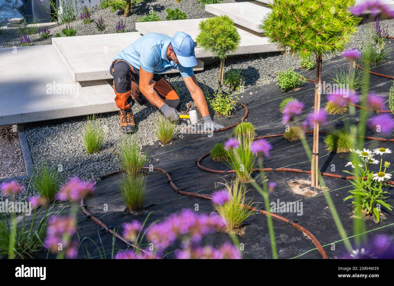 A gardener carefully places plants and prepares a modern garden layout ...