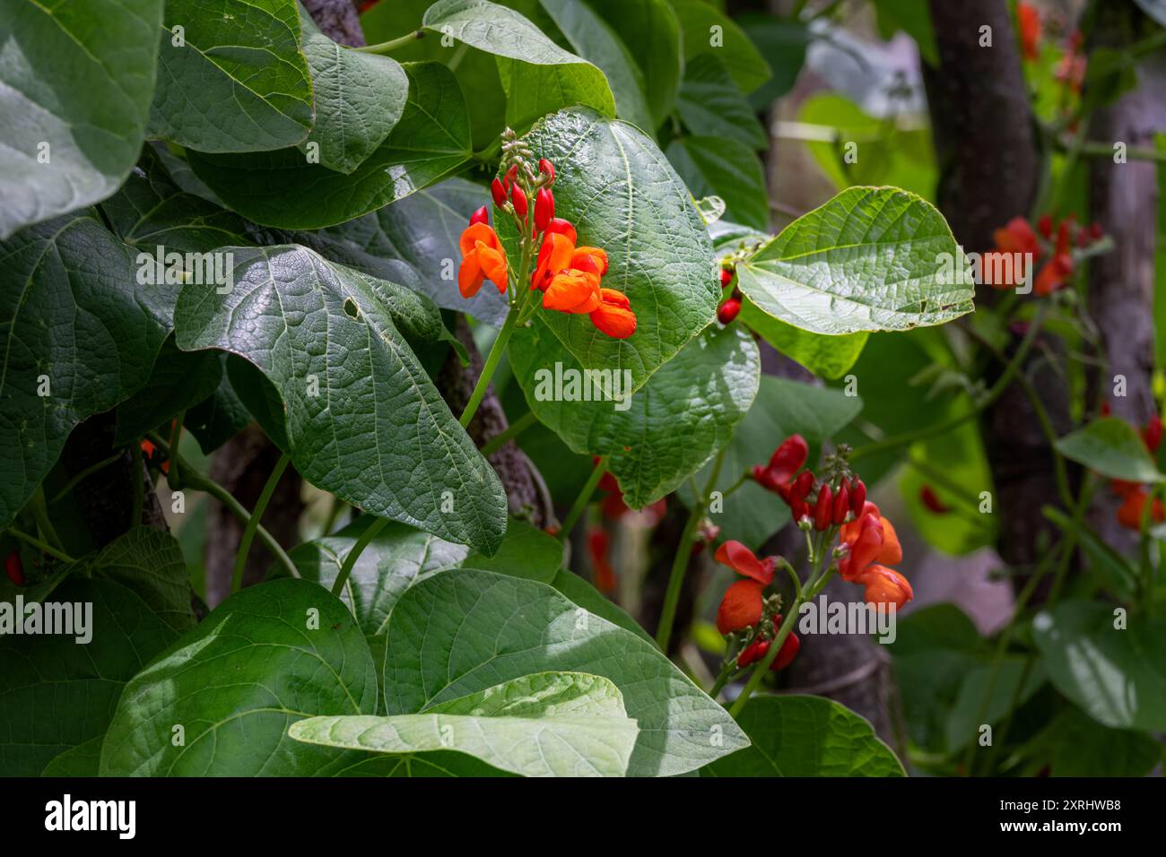 Close up red flowers growing hi-res stock photography and images - Alamy