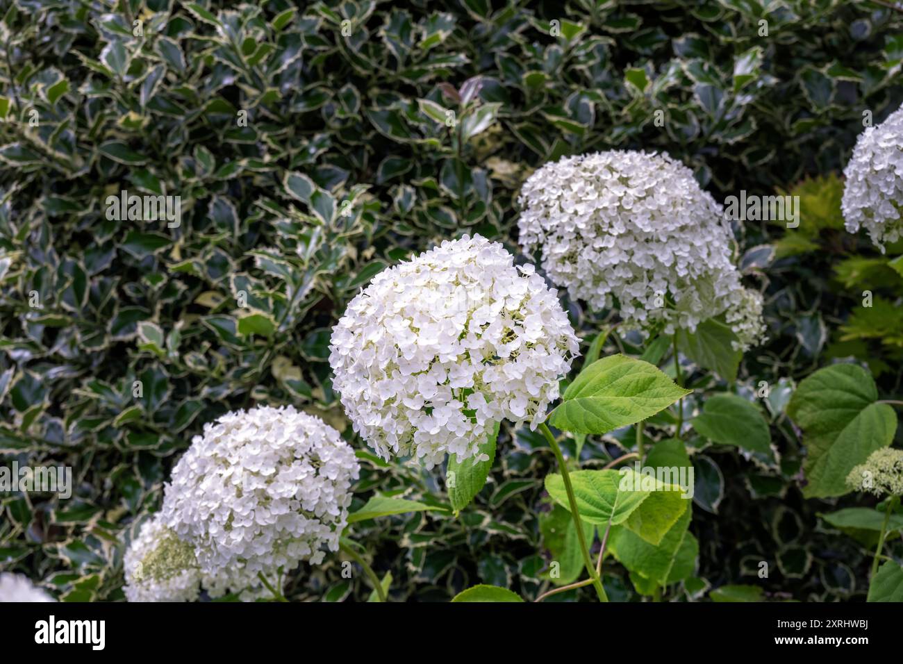 Blossoms of hydrangea shrub hi-res stock photography and images - Alamy