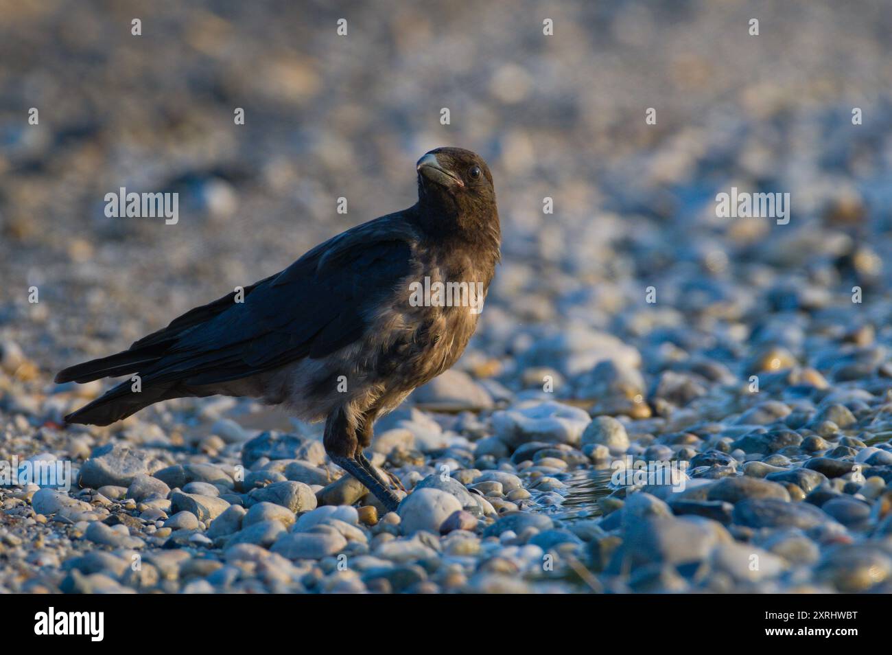 Crow corvus corone natural hi-res stock photography and images - Alamy