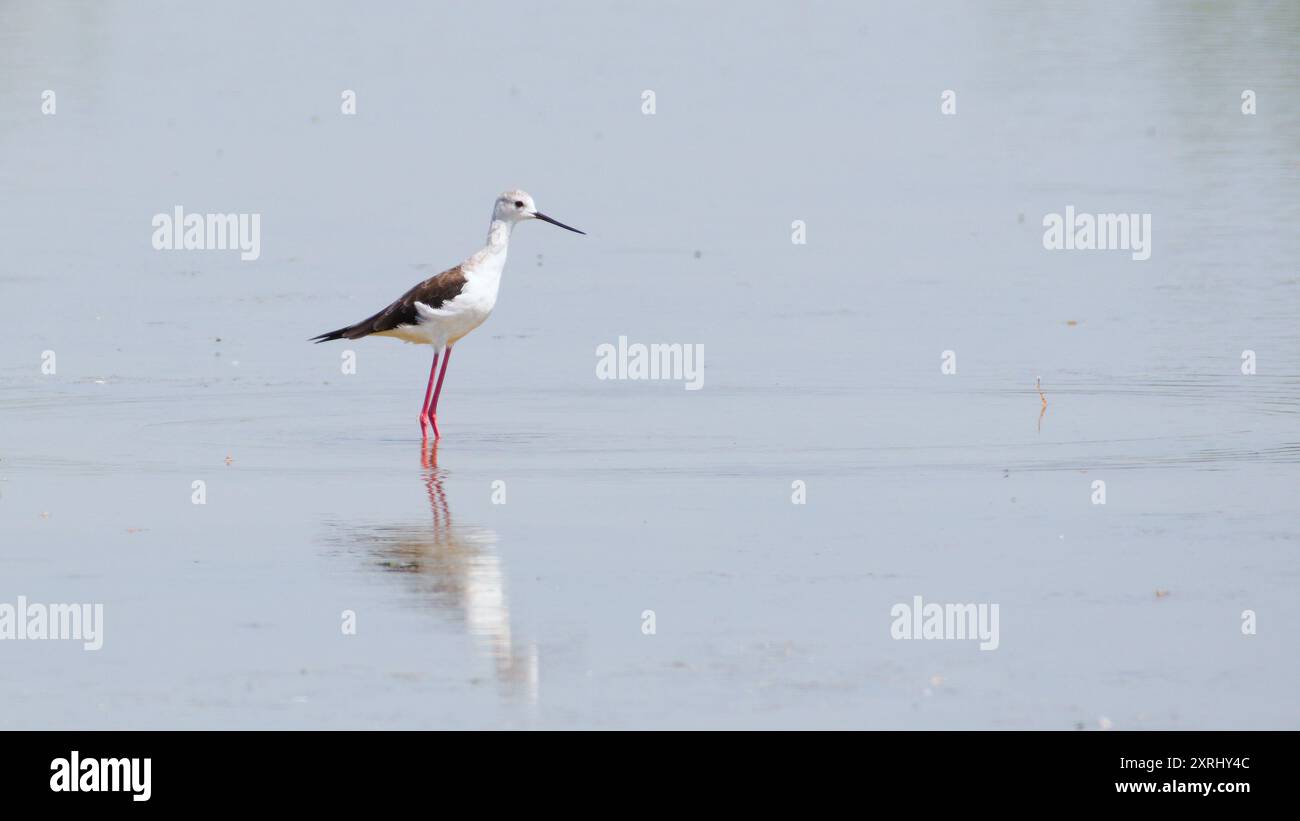 Himantopus himantopus aka Black-winged Stilt and reflection on the ...
