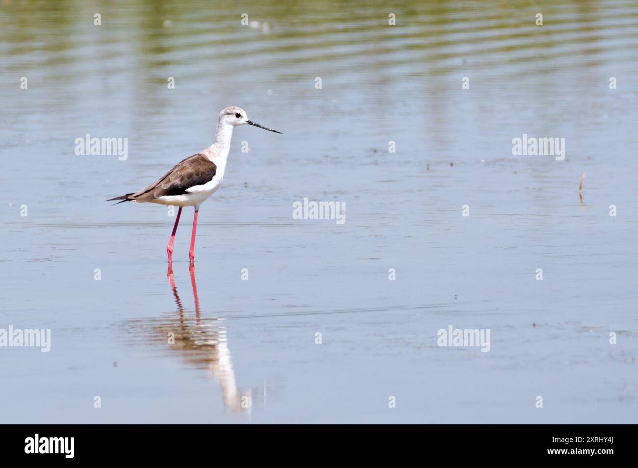 Himantopus himantopus aka Black-winged Stilt and reflection on the ...