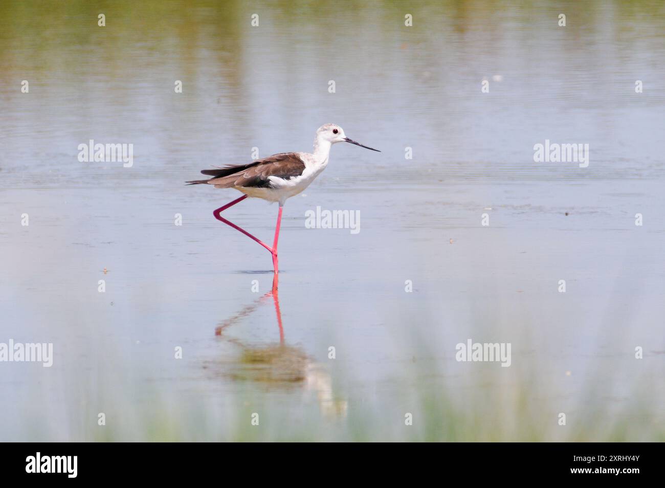 Himantopus himantopus aka Black-winged Stilt and reflection on the ...