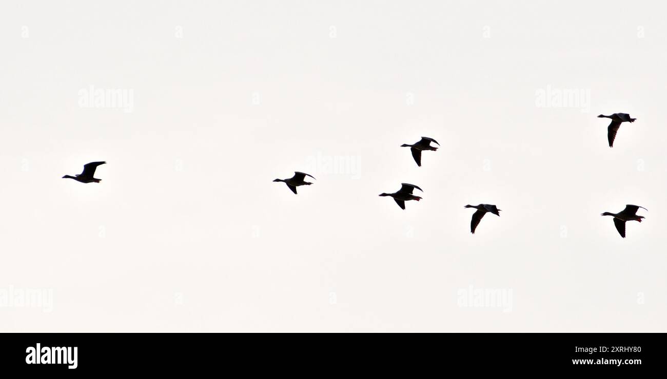 Bird beak formation hi-res stock photography and images - Alamy