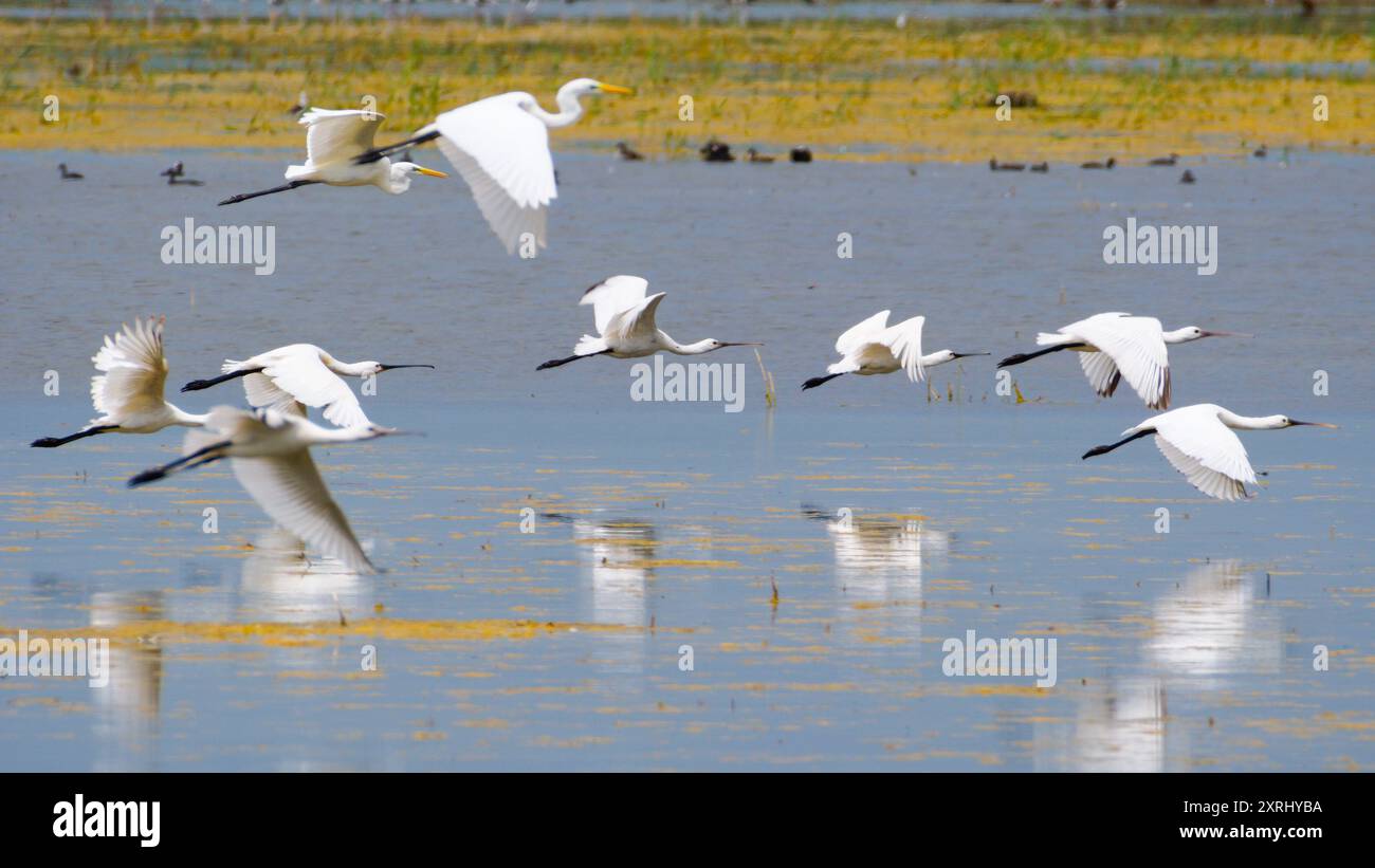 Spoonbill and heron flock in flight. Wading birds flying over lake ...