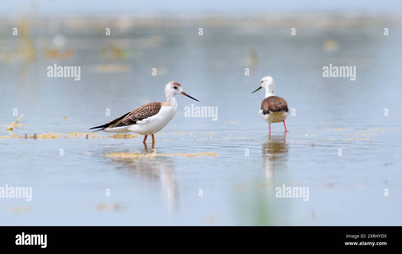 Himantopus himantopus aka Black-winged Stilt is walking in the swamp ...