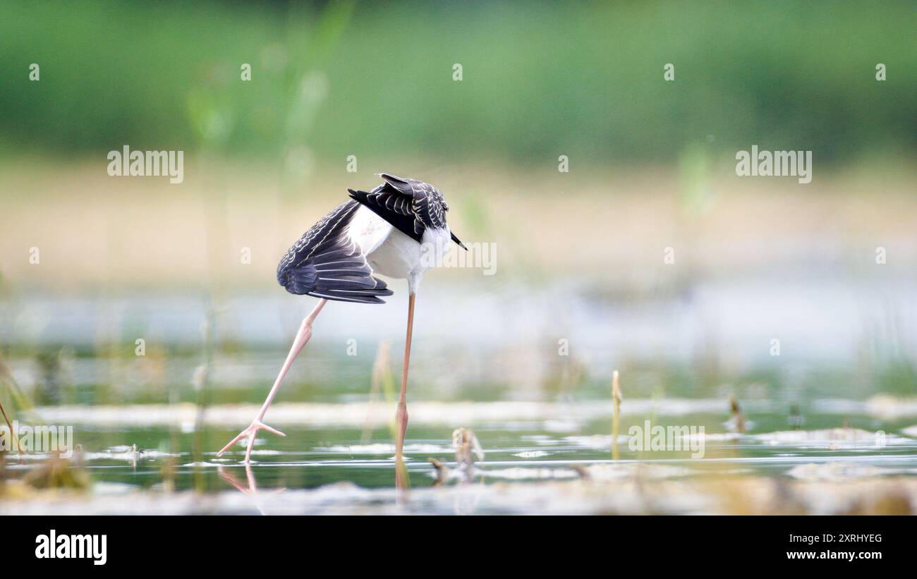 Himantopus himantopus aka Black-winged Stilt is stretching legs in the ...