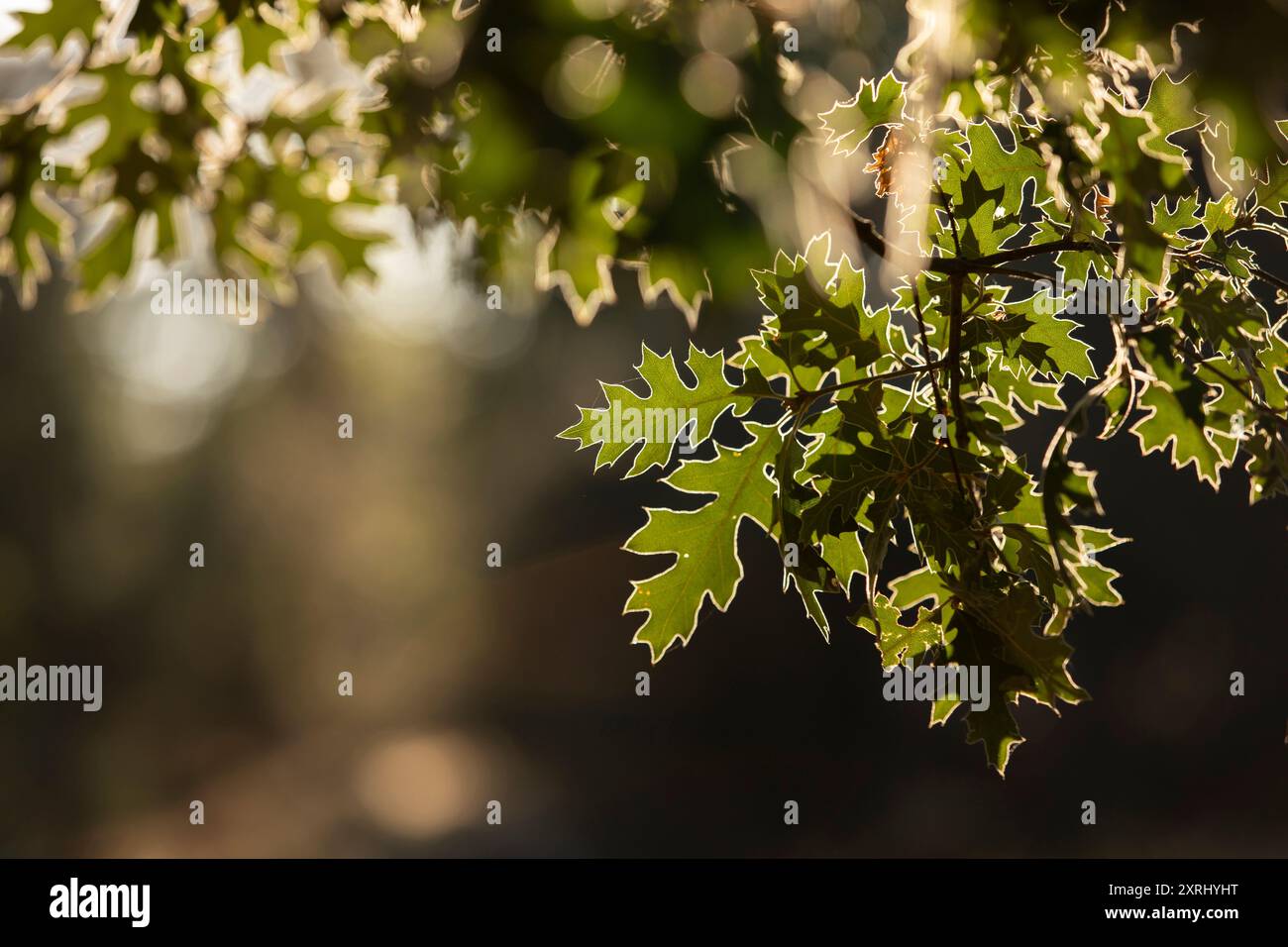 Sunset light streams through an oak tree canopy Stock Photo - Alamy