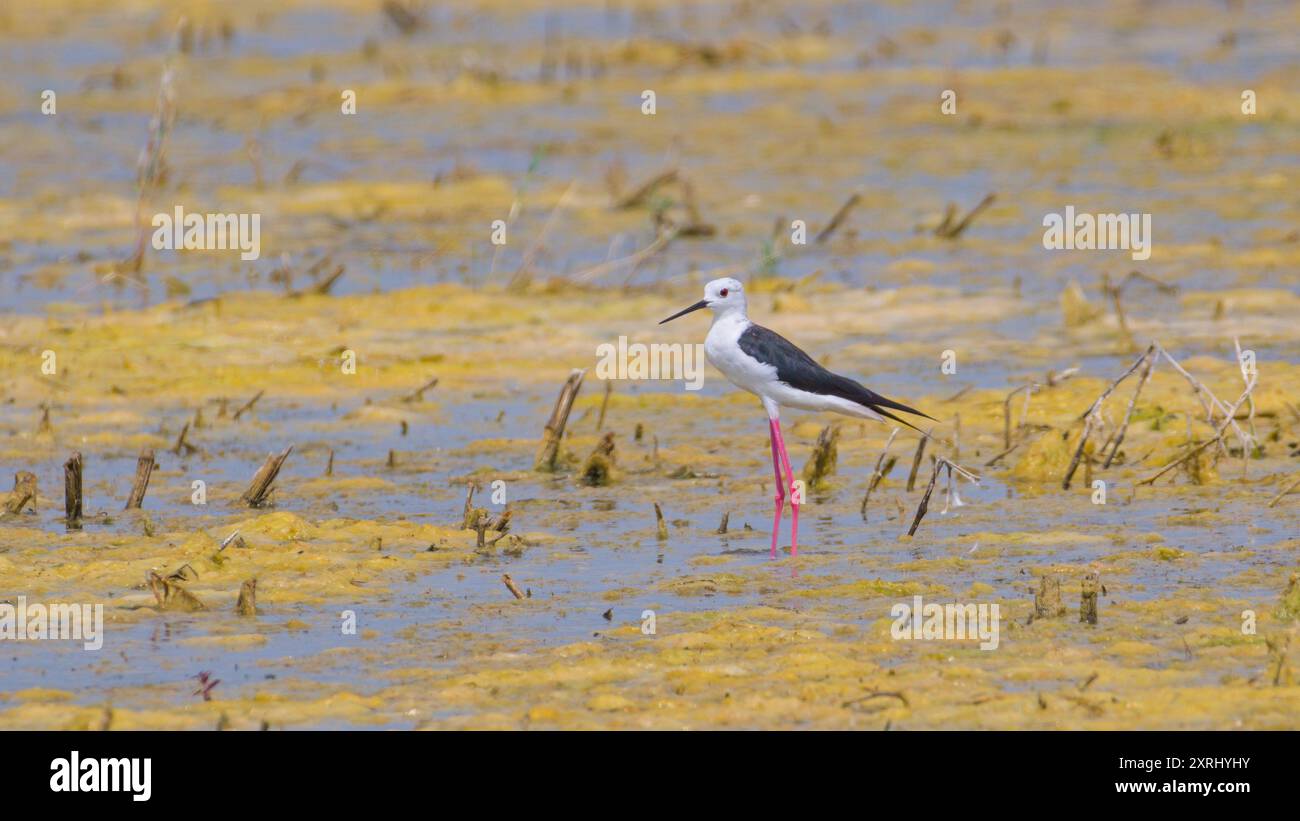 Himantopus himantopus aka Black-winged Stilt is walking in the swamp ...
