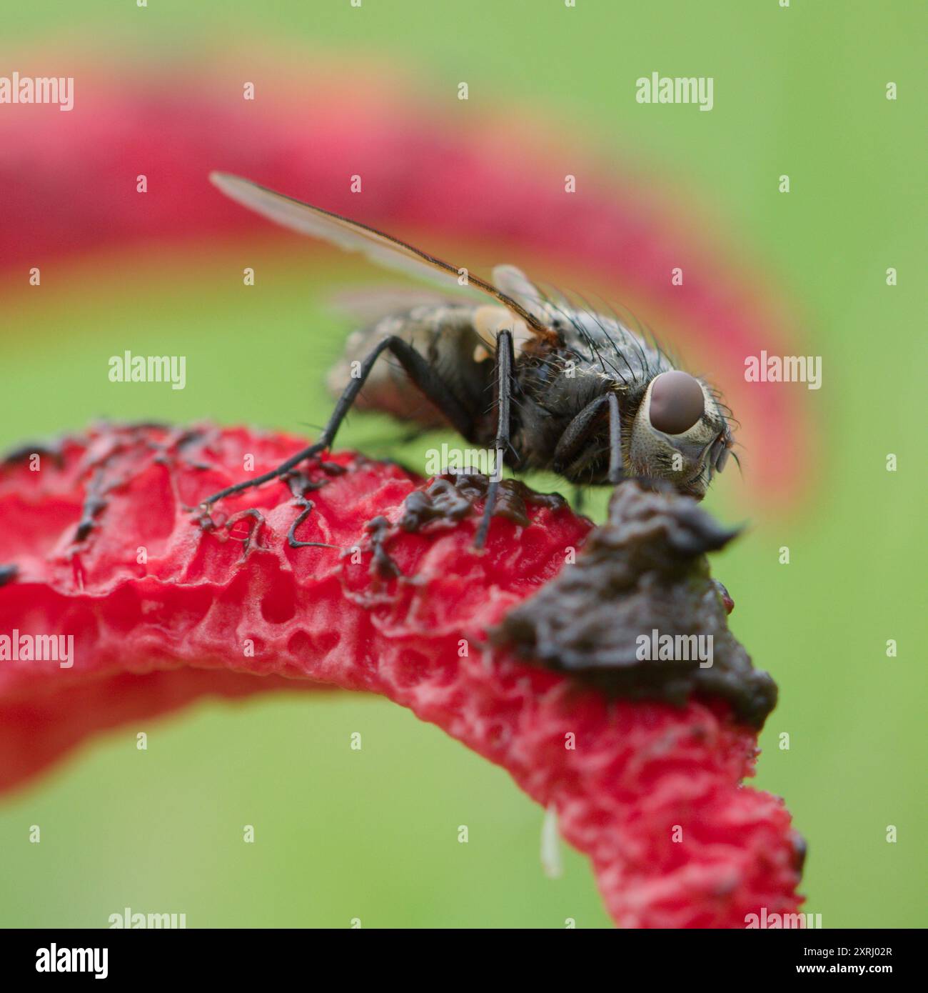 Very stinky mushroom Clathrus archeri aka octopus stinkhorn with red ...