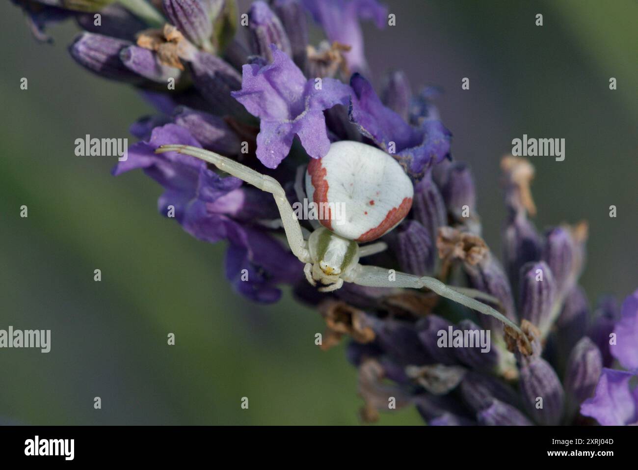Misumena vatia aka crab spider is hunting insect on levander flower ...