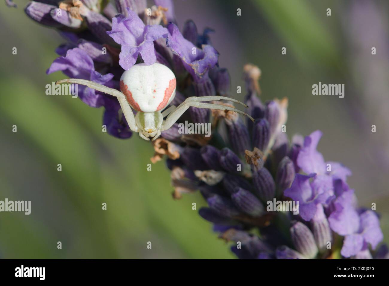 Misumena vatia aka crab spider is hunting insect on levander flower ...
