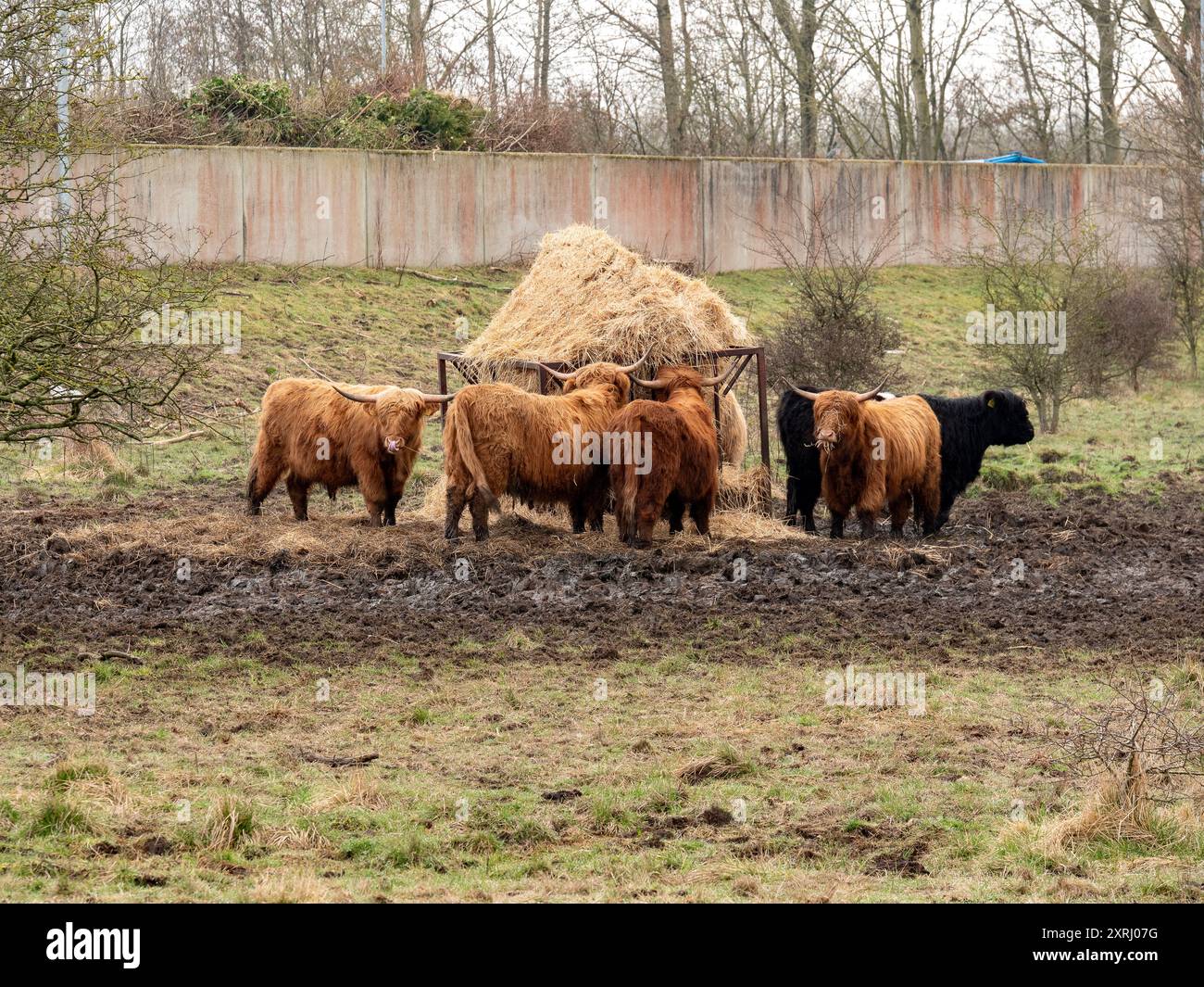 Cow and bull highland cattle in head to head hi-res stock photography ...