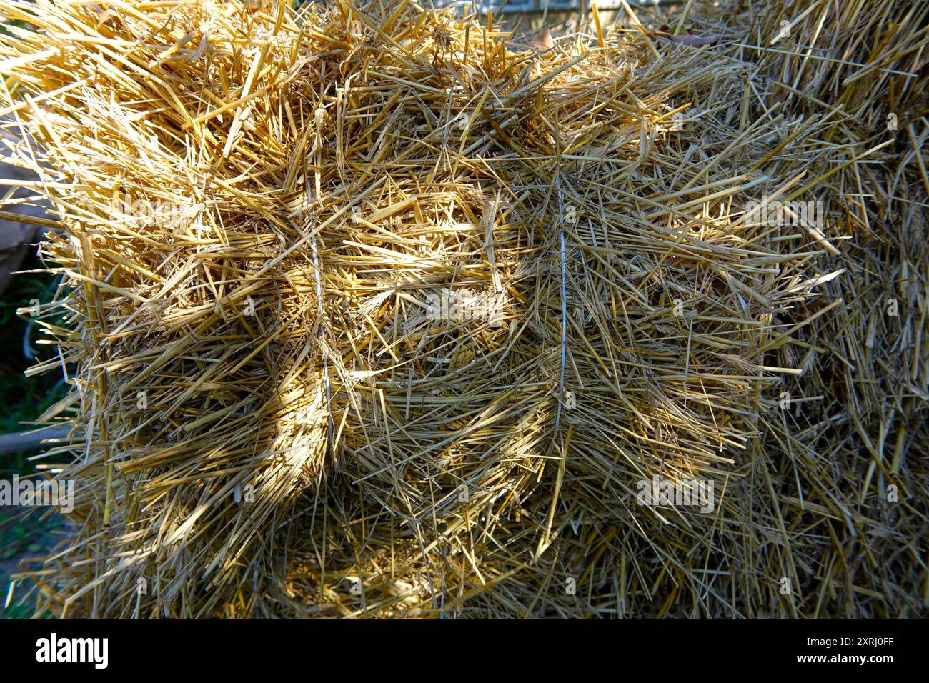 Wheat straw bales are stacked in a bright field under clear blue skies ...