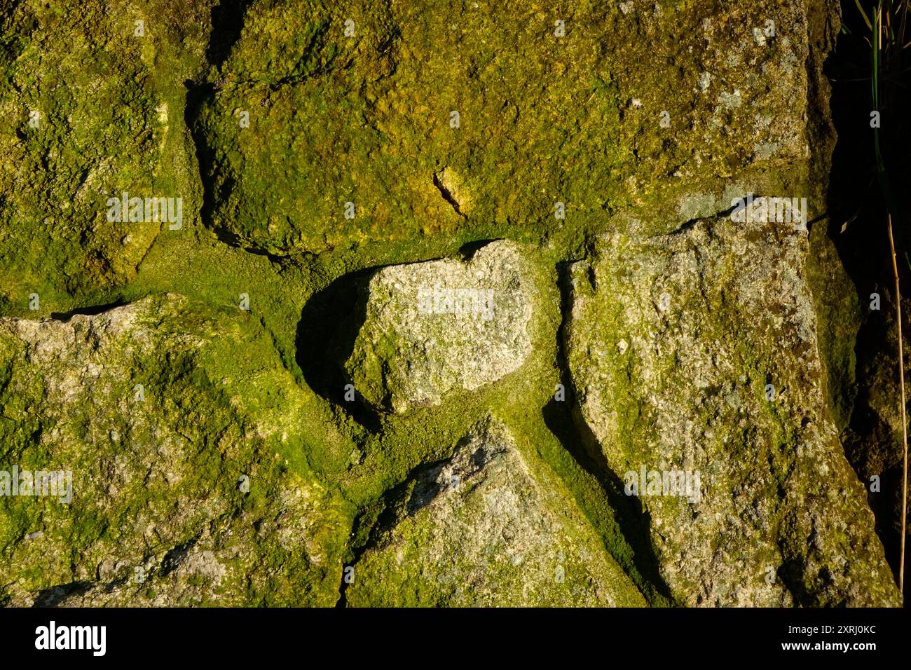 Detailed view of an ancient stone wall with moss and lichen growing on ...