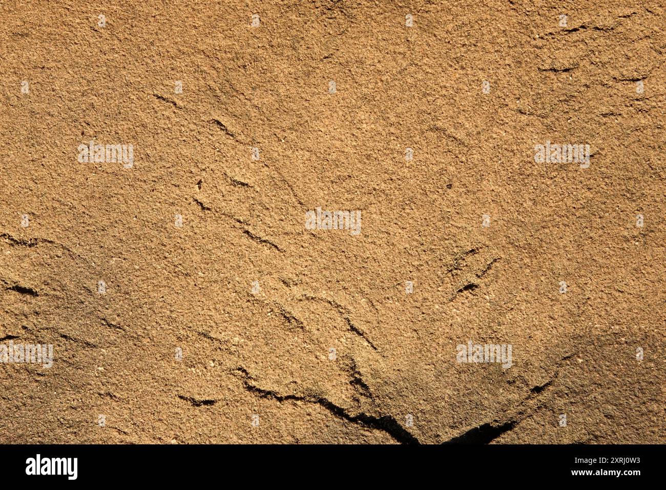 A textured sandy surface displays intricate patterns and a warm color ...
