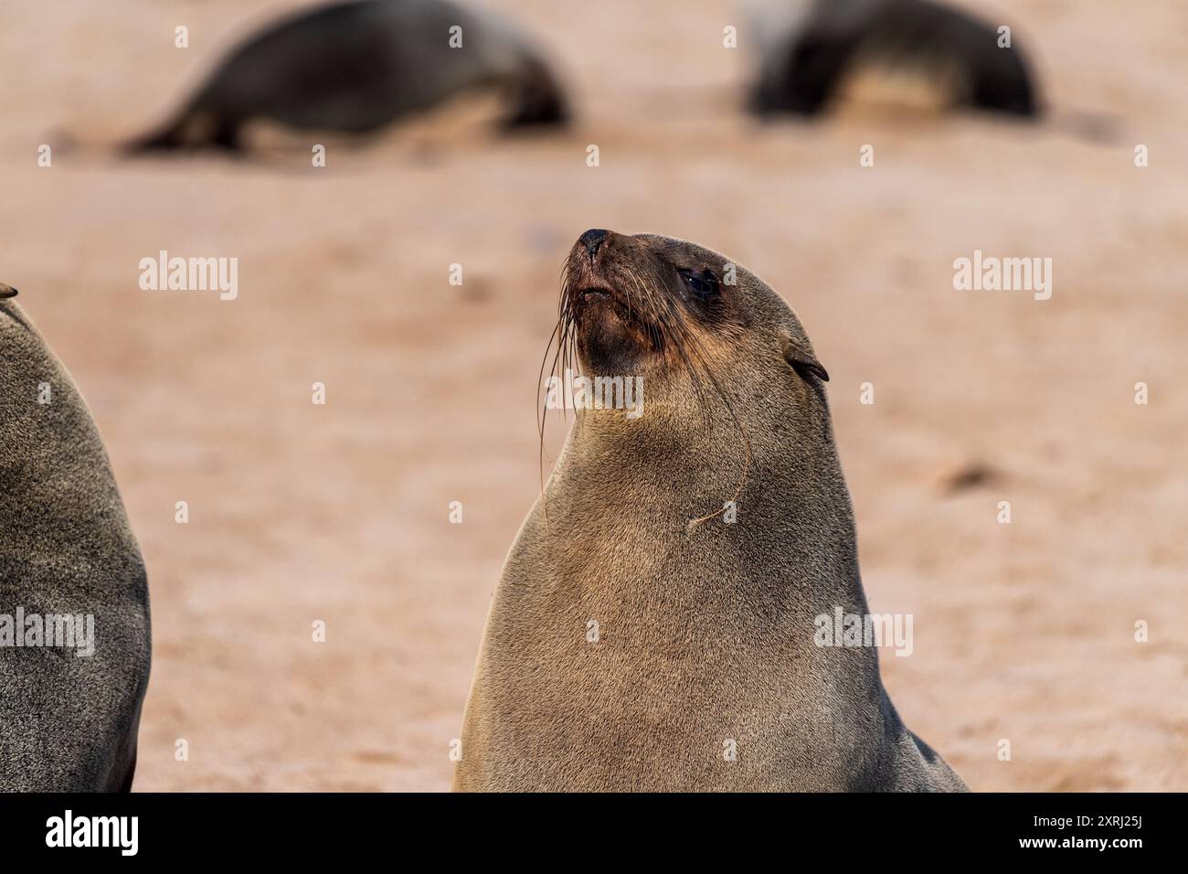 Telephoto portrait of a seal in the Cape Cross seal colony on the ...